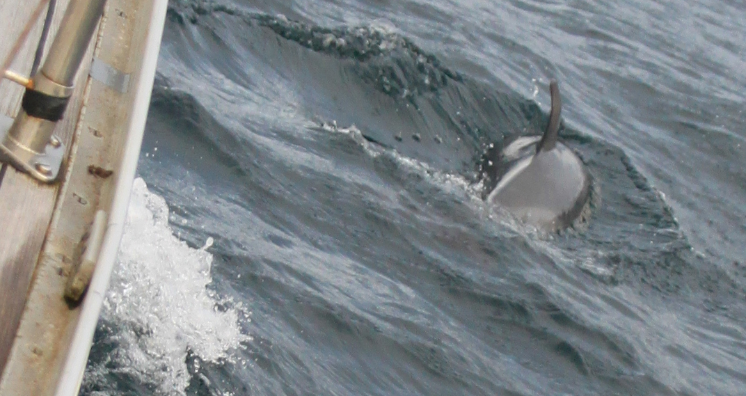 Brighton Belle - Isles of Scillies and the Dolphins - YachtingNews.uk